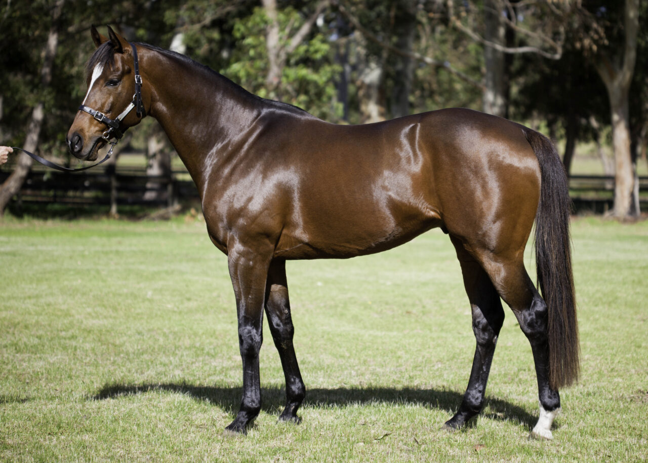 A Lot (USA) | Westbury Park